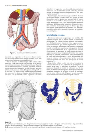 Anatomia quirurgica del colon 2 | PDF
