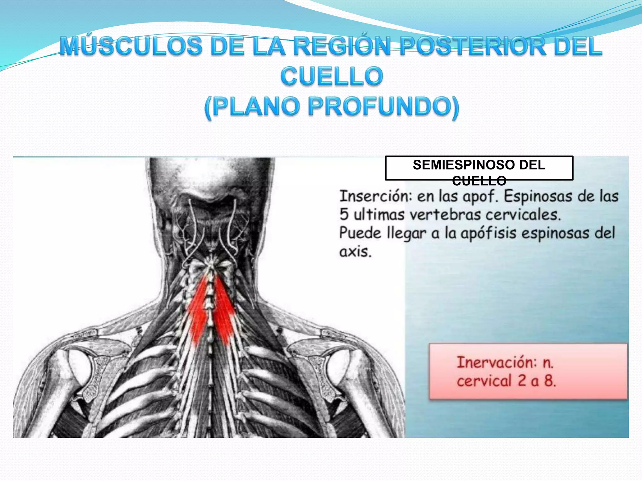 anatomia quirurgica del cuello.pptx