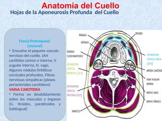Anatomia Quirurgica Del Cuello,INSICIONES | PPTX