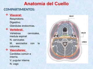 Anatomia Quirurgica Del Cuello,INSICIONES | PPTX