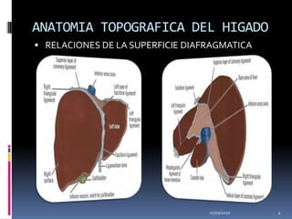 anatomiaquirurgicadelhigadoyviasbiliares-100901230824-phpapp02.pdf