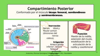 Anatomía Quirurgica del muslo y sus elementos | PPTX