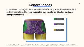 Anatomía Quirurgica del muslo y sus elementos | PPTX