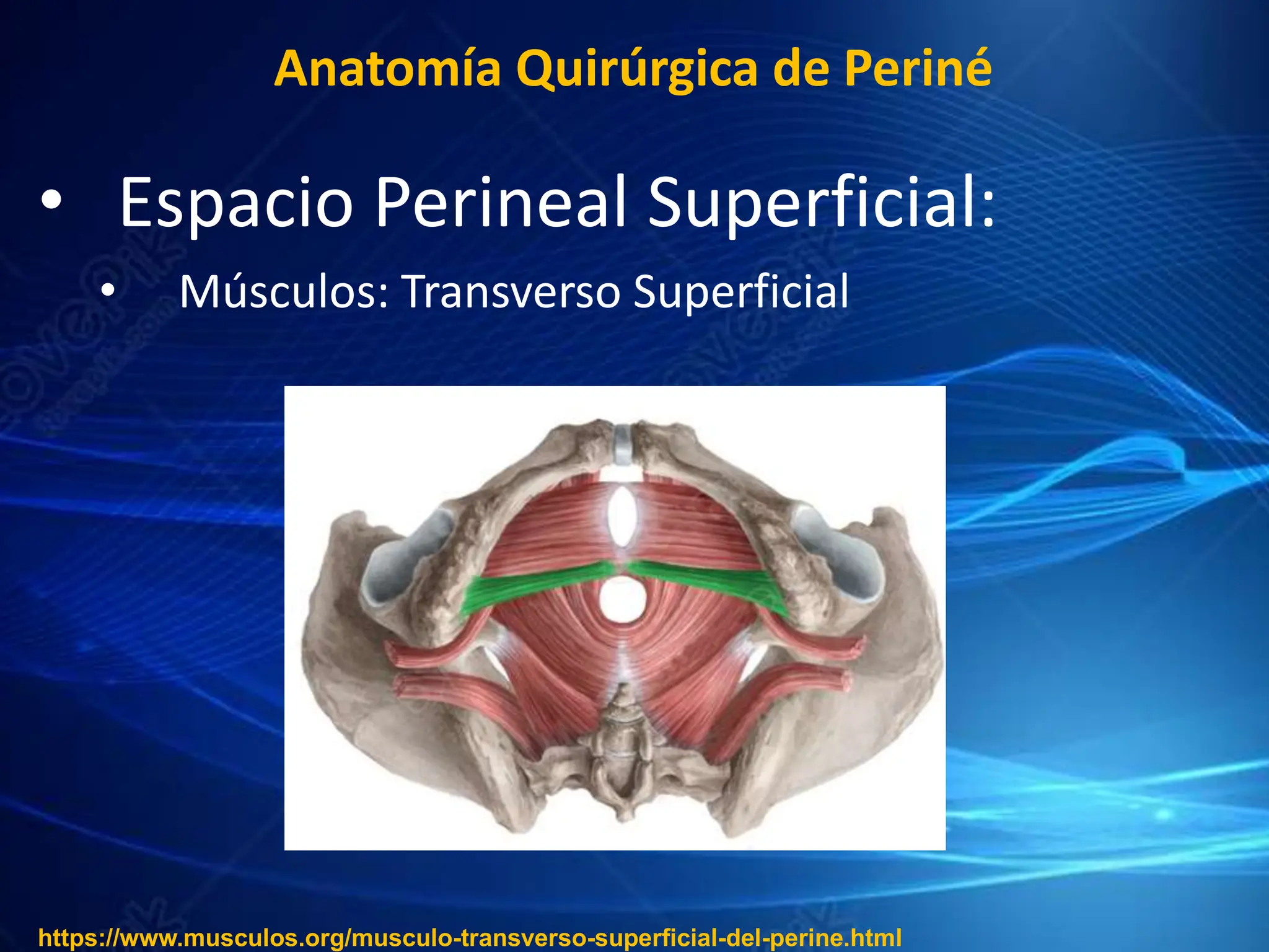 anatomia quirurgica de perine.pptx