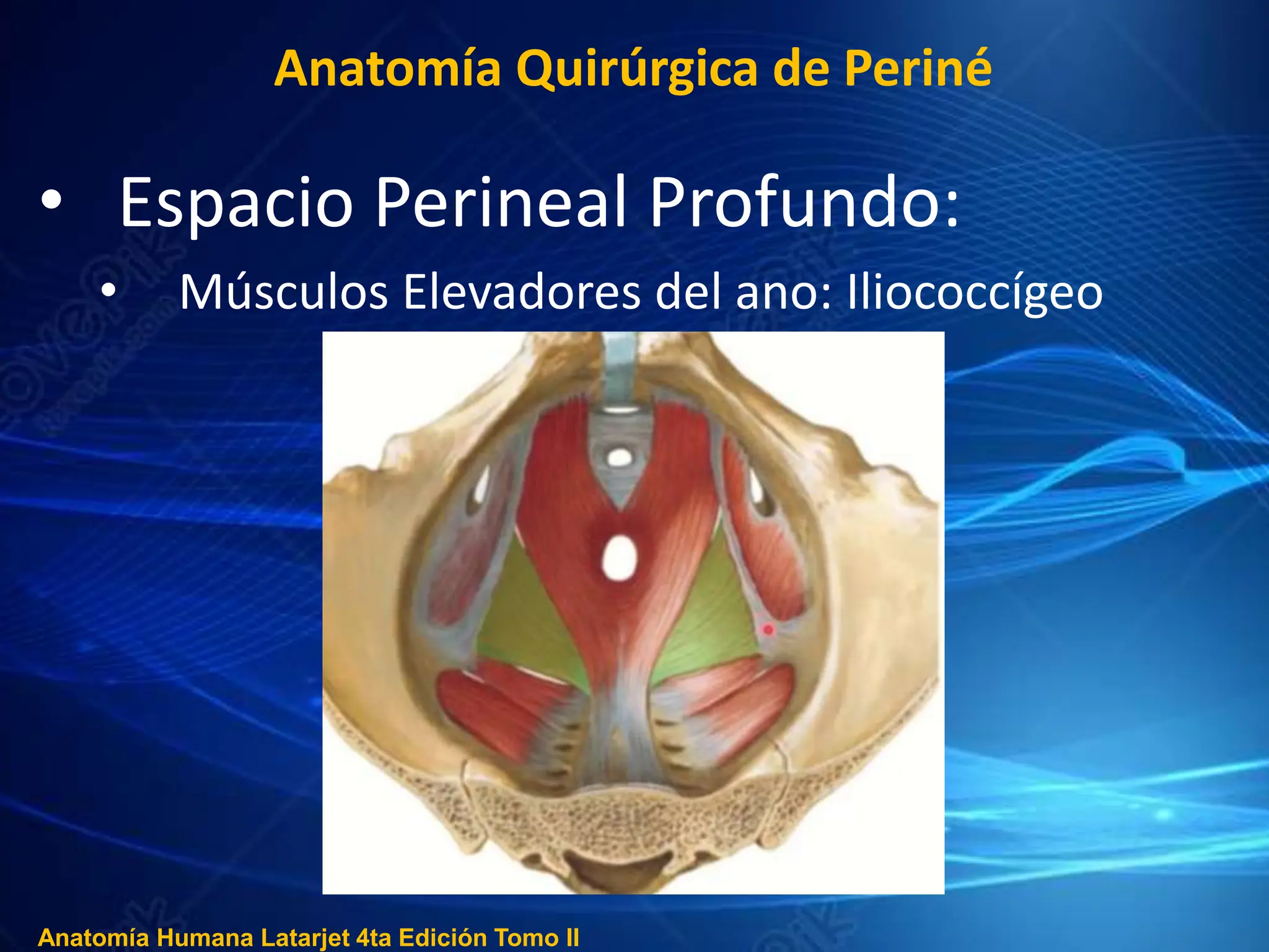 anatomia quirurgica de perine.pptx