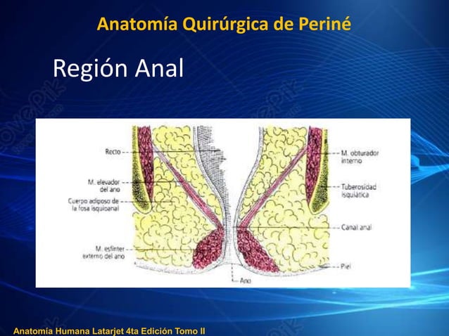 anatomia quirurgica de perine.pptx