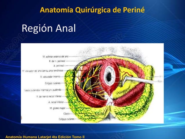 anatomia quirurgica de perine.pptx