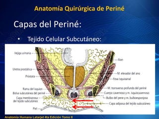 anatomia quirurgica de perine.pptx