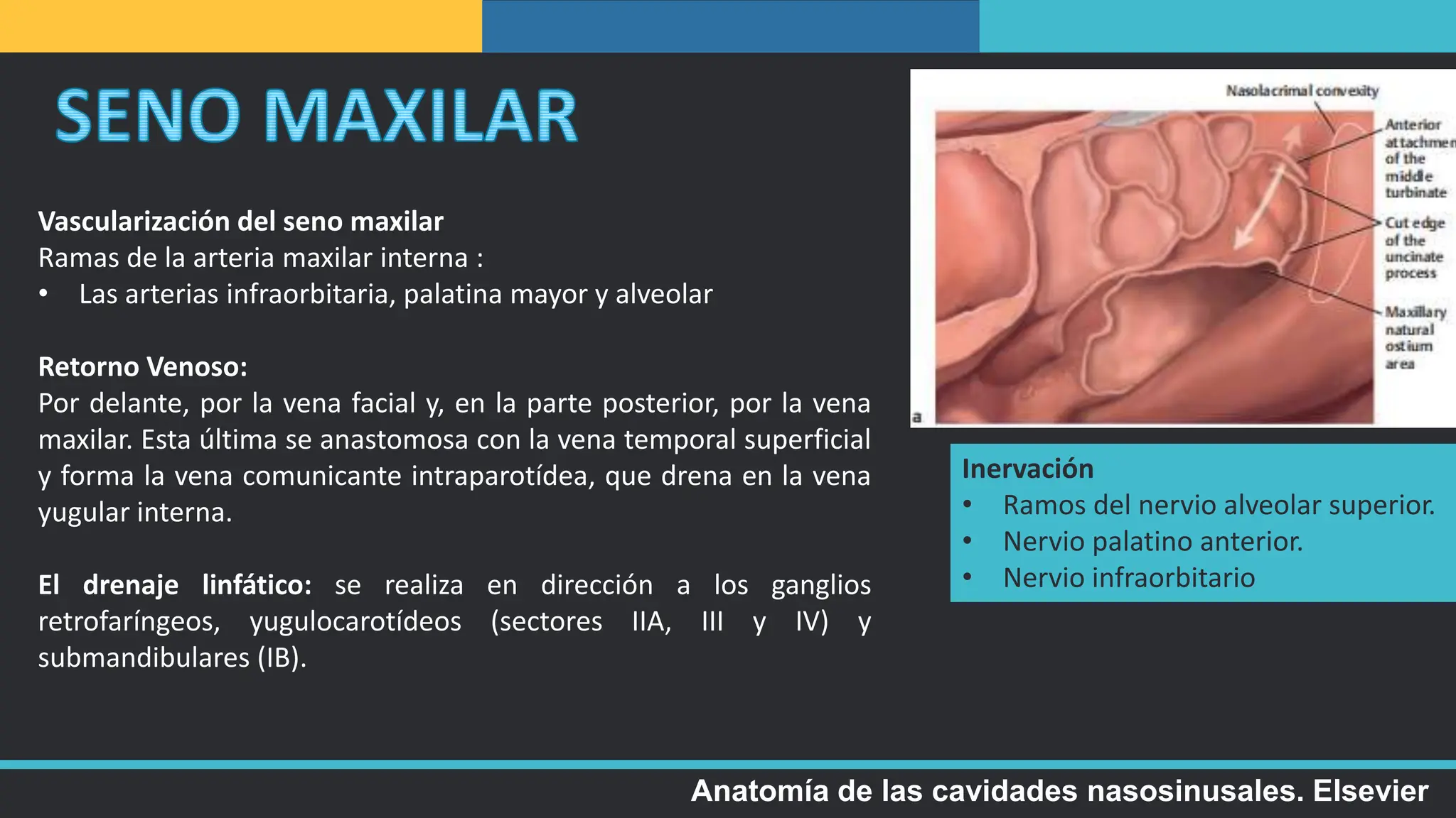 Anatomia quirurgica de Senos paranasales Lismary fellow 2.pptx