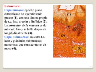 ANATOMIA QUIRURGICA ESOFAGO cirugia general | PPTX