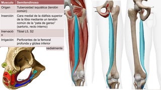 Anatomia Quirurgica I - Cadera.pptx