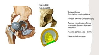 Anatomia Quirurgica I - Cadera.pptx
