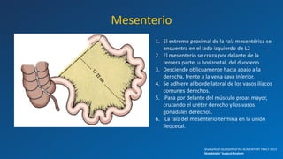 Anatomia quirurgica intestino delgado | PPTX