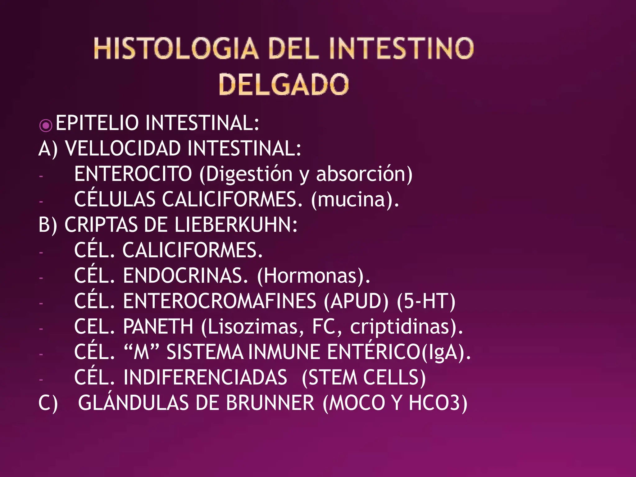 anatomia quirurgica intestino delgado.pptx