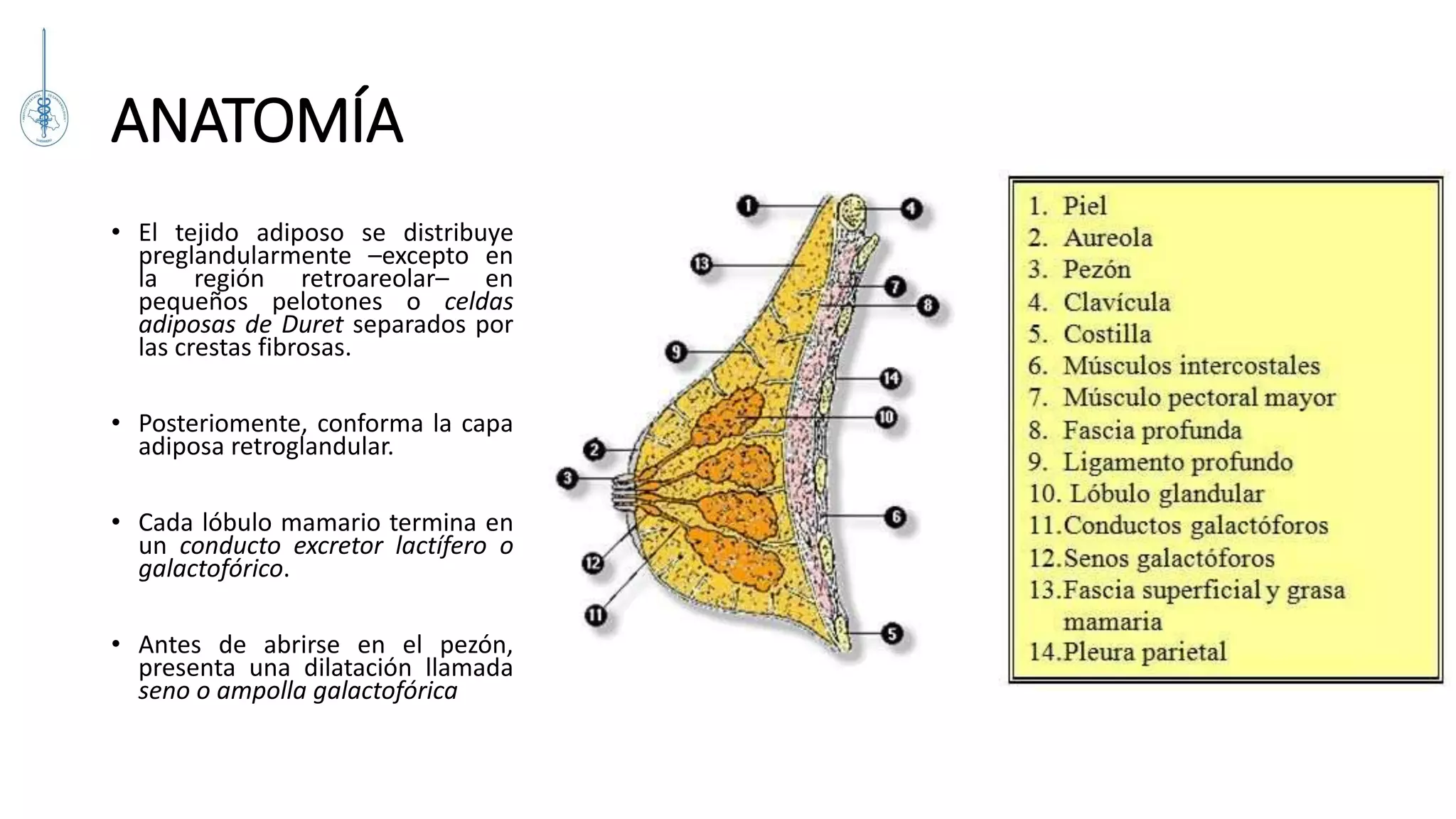 Anatomia quirurgica y topografica de la mama | PPTX