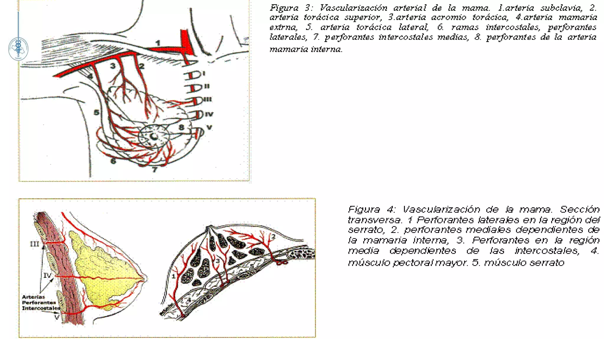 Anatomia Quirurgica Y Topografica De La Mama Pptx