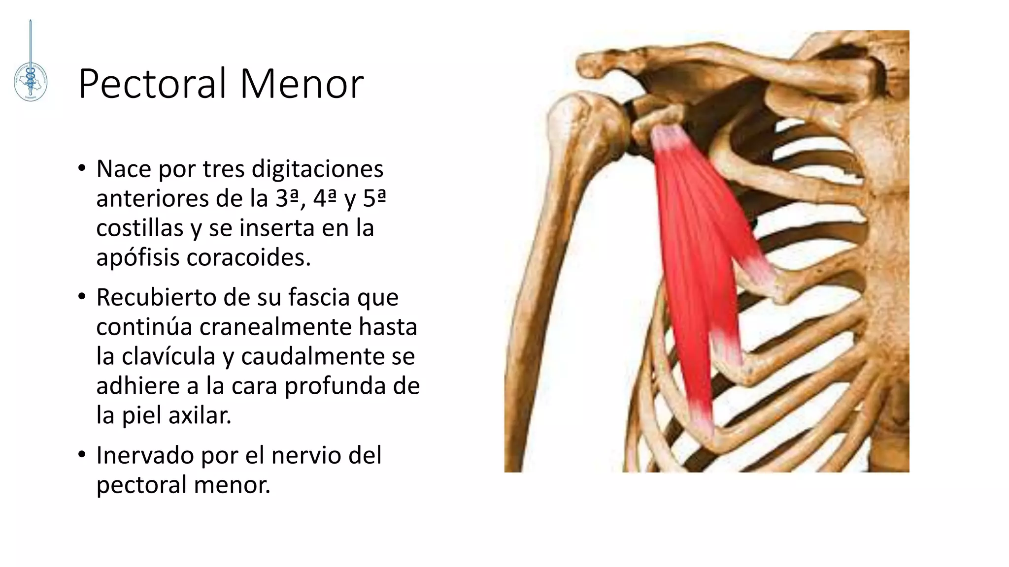 Anatomia quirurgica y topografica de la mama | PPTX