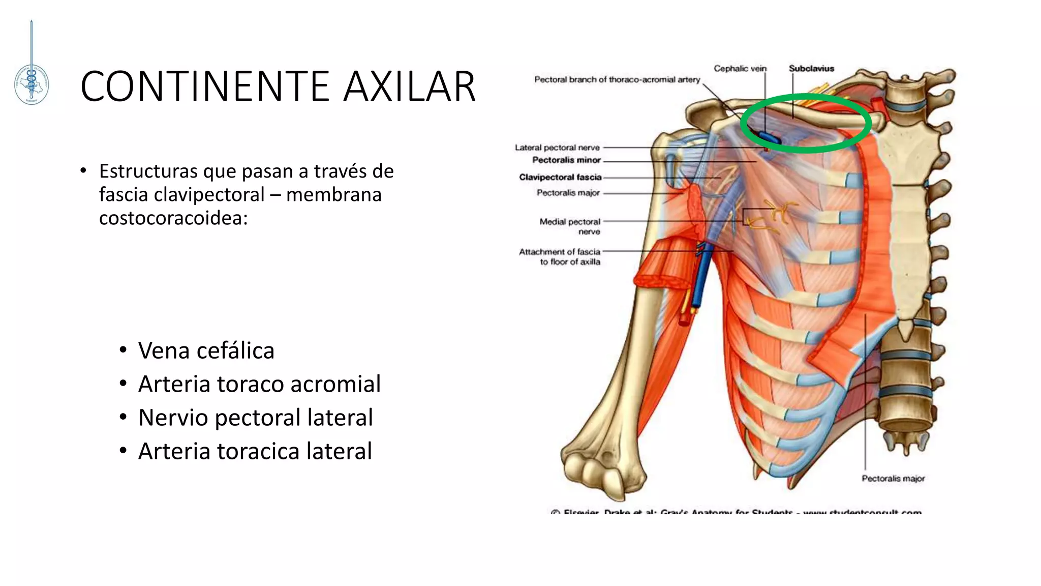Anatomia quirurgica y topografica de la mama | PPTX