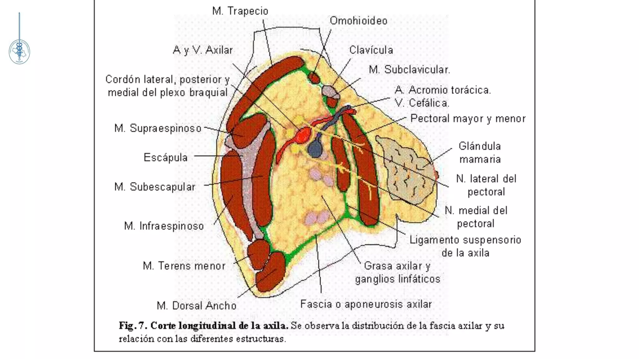 Anatomia quirurgica y topografica de la mama | PPTX