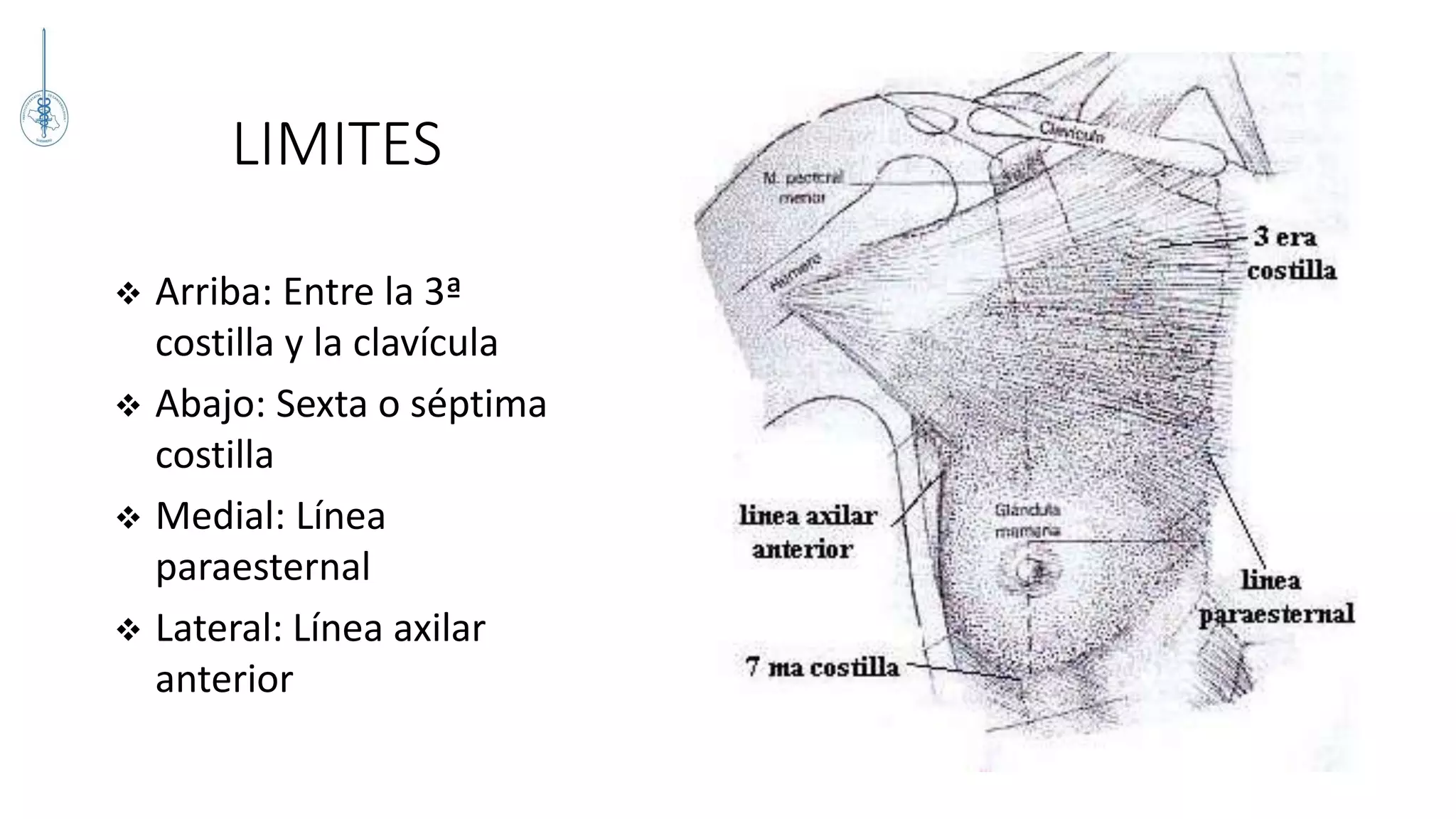 Anatomia quirurgica y topografica de la mama | PPTX