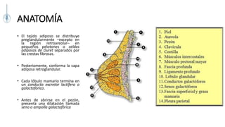 Anatomia quirurgica y topografica de la mama | PPTX