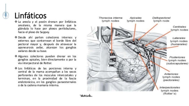 Anatomia quirurgica y topografica de la mama