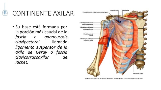 Anatomia quirurgica y topografica de la mama