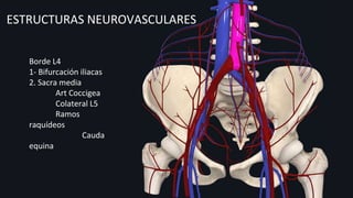 ANATOMIA QUIRURIGCA PELVIS 17 FEB.pptx