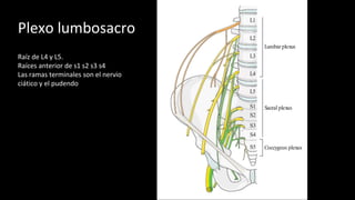 ANATOMIA QUIRURIGCA PELVIS 17 FEB.pptx