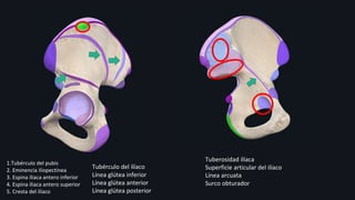 ANATOMIA QUIRURIGCA PELVIS 17 FEB.pptx
