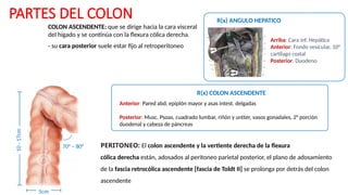 ANATOMIA QUIRURGICA DEL COLON E INTESTINO GRUESO | PPTX