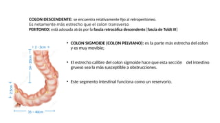 ANATOMIA QUIRURGICA DEL COLON E INTESTINO GRUESO | PPTX