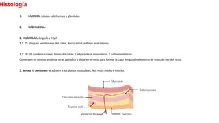 ANATOMIA QUIRURGICA DEL COLON E INTESTINO GRUESO | PPTX