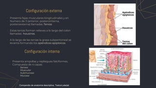 anatomiaqxcolon_2[2].pptx