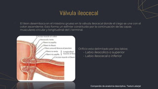 anatomiaqxcolon_2[2].pptx