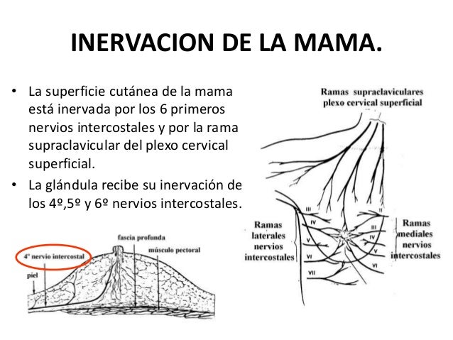 Anatomia qx de la mama