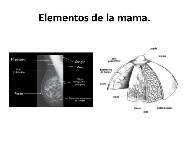 Anatomia qx de la mama