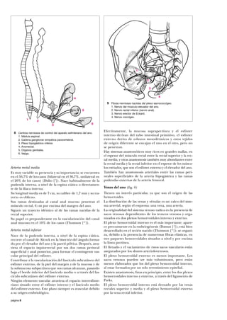 Anatomia Qx del ano.pdf