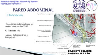 Anatomia Quirurgica de la Pared abdominal | PPTX