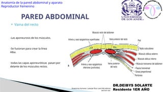 Anatomia Quirurgica de la Pared abdominal | PPTX