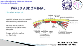 Anatomia Quirurgica de la Pared abdominal | PPTX