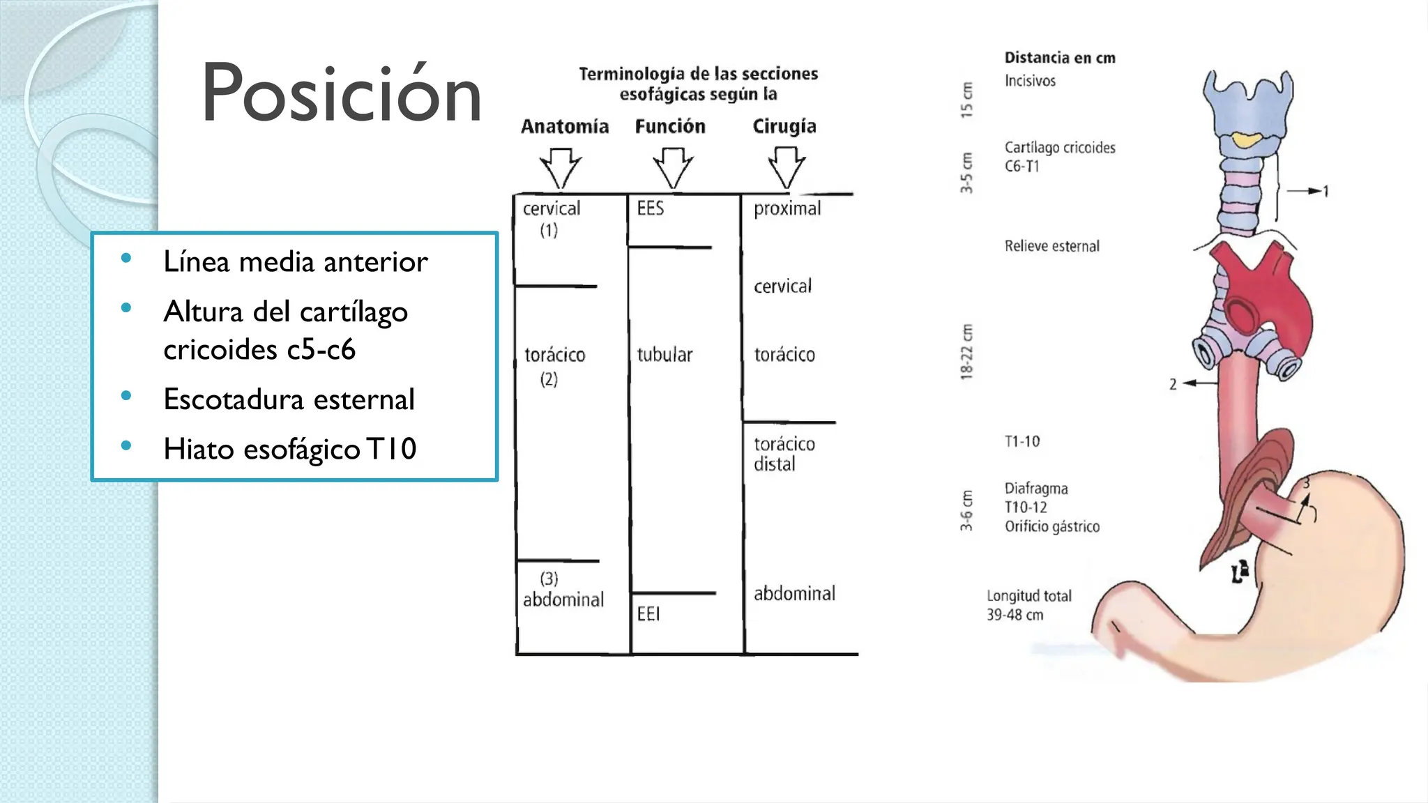ANATOMIA QUIRURGICA DE ESOFAGO CIRUGIA.pptx