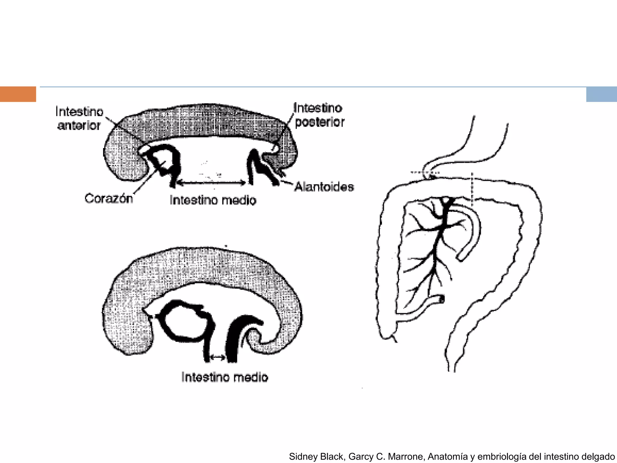 ANATOMIA QX INTESTINO DELGADO.pptx