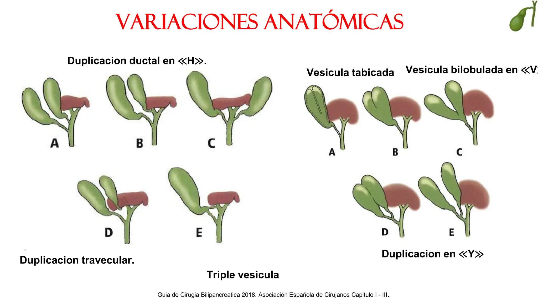 ANATOMIA VESICULA BILIAR y VÍAS BILIARES.pptx