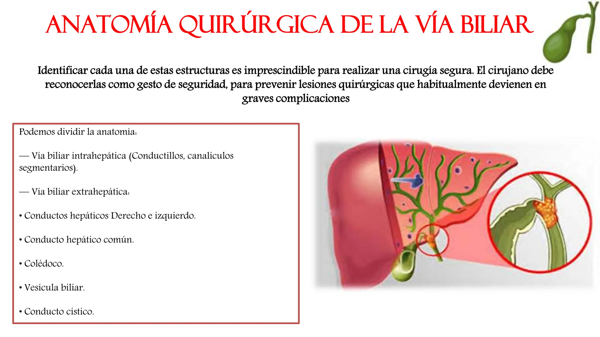 ANATOMIA VESICULA BILIAR y VÍAS BILIARES.pptx | Surgery | Medical Health