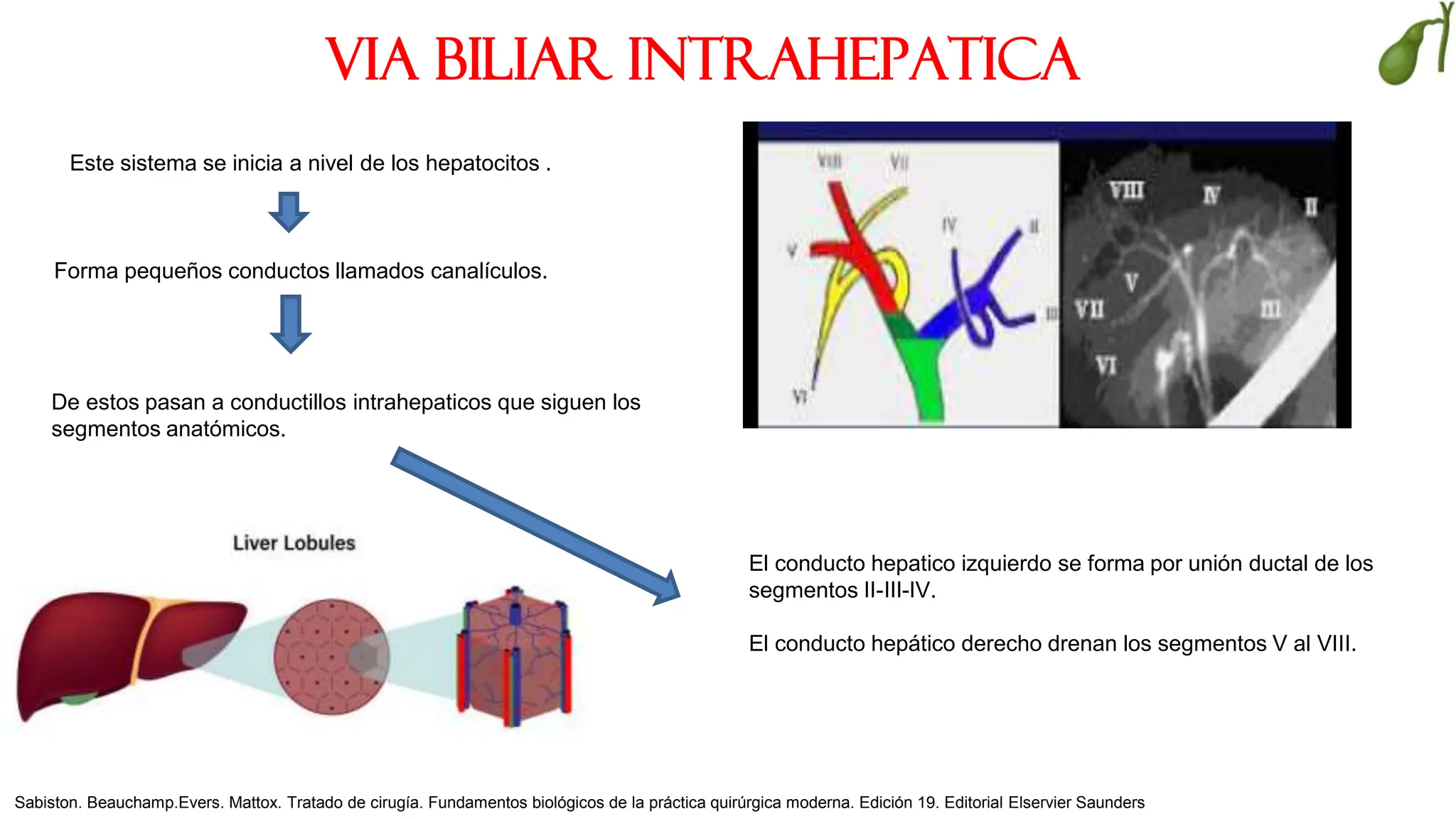 ANATOMIA VESICULA BILIAR y VÍAS BILIARES.pptx