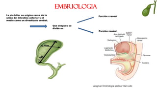 ANATOMIA VESICULA BILIAR y VÍAS BILIARES.pptx