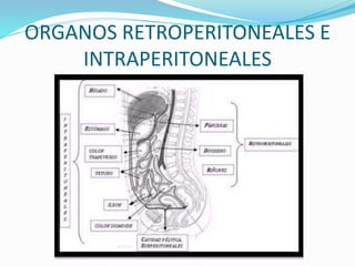 ANATOMIA RAD. ABD..pptx