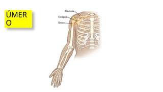 Anatomia radiográfica de membros superiores | PPTX