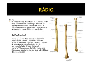 Anatomia radiológica | PPT